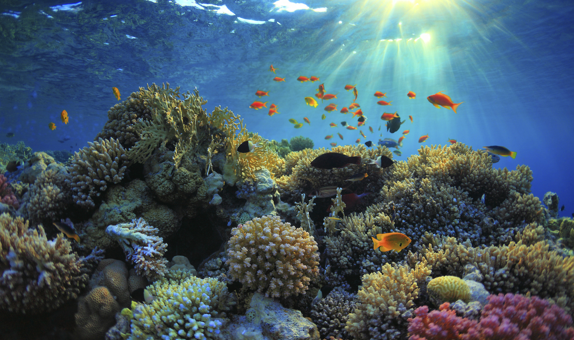 Underwater view - Zylom